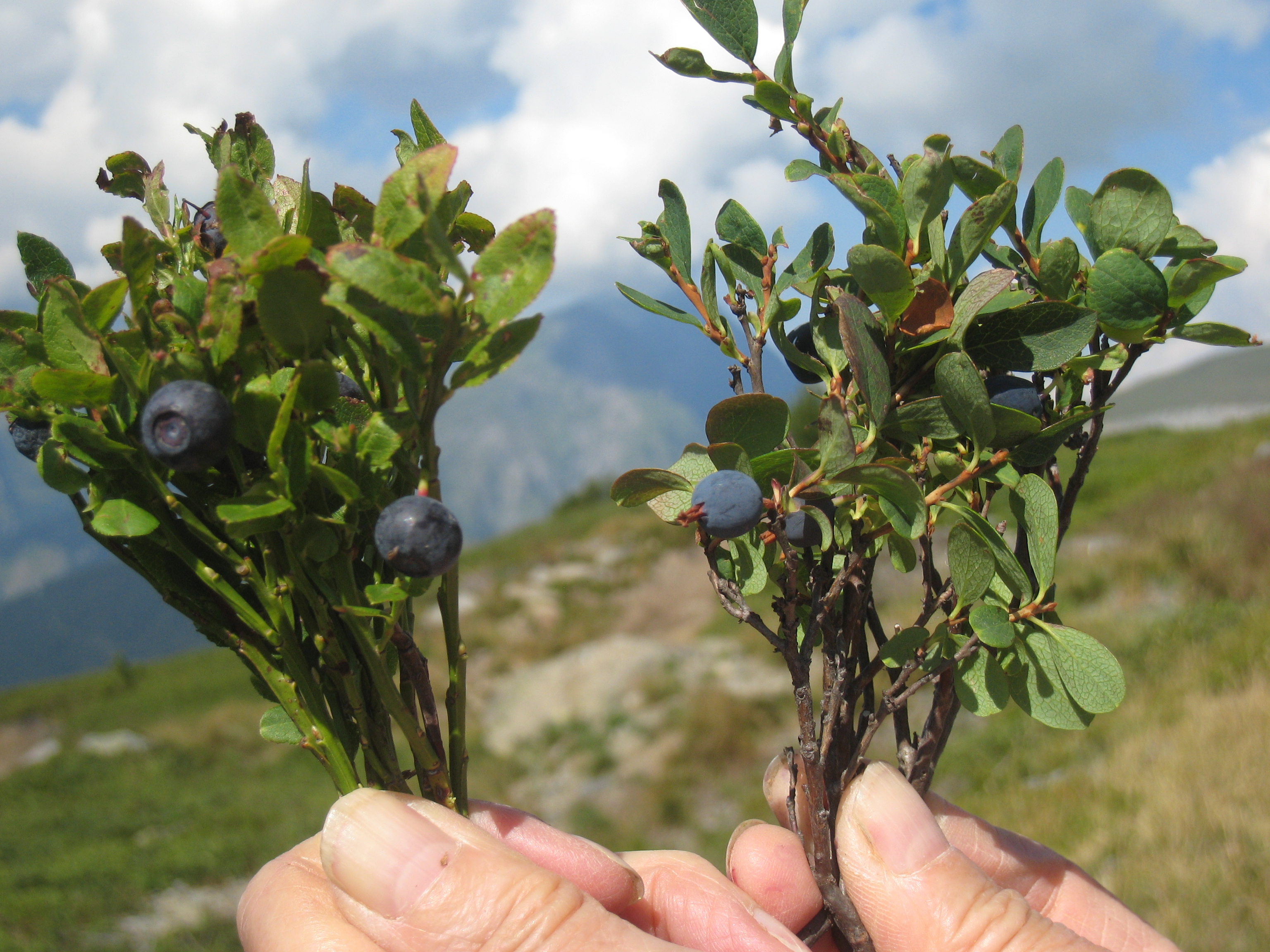 La cueillette des myrtilles 2016 - Les Ecombelles